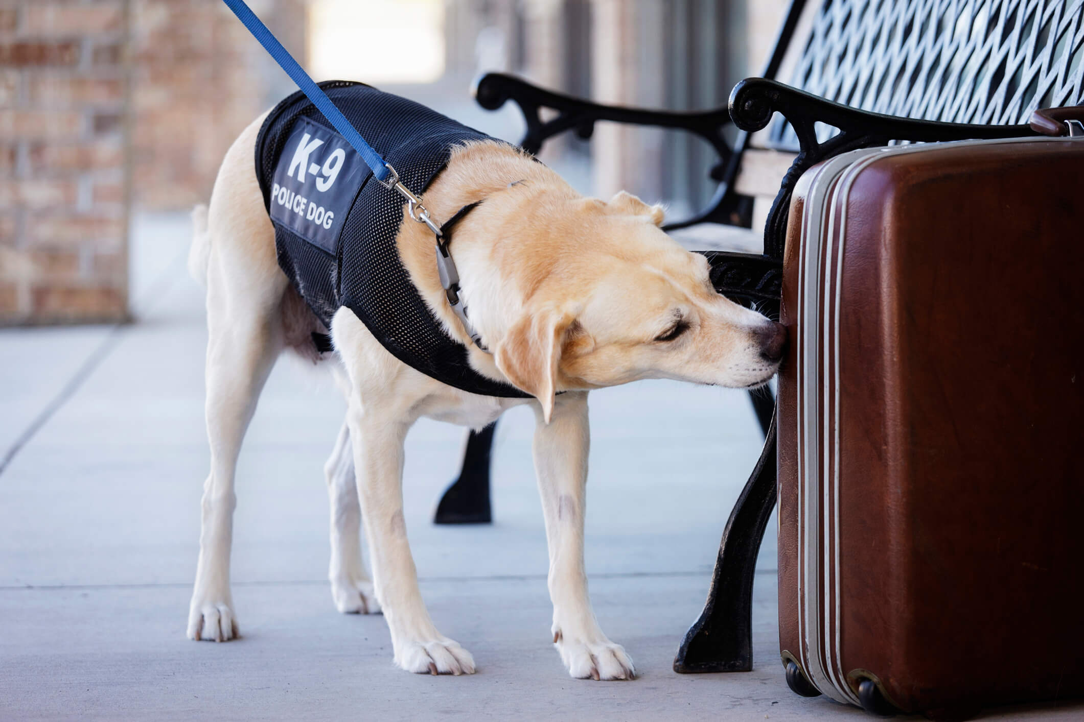 Drug Sniffing Dogs and Your Rights at Florida Traffic Stops